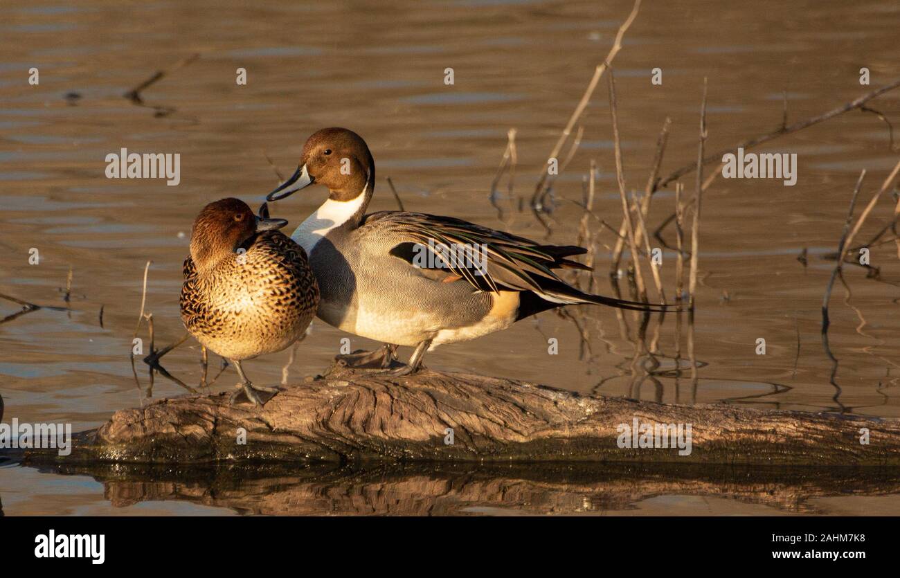 Navin rana hi-res stock photography and images - Alamy