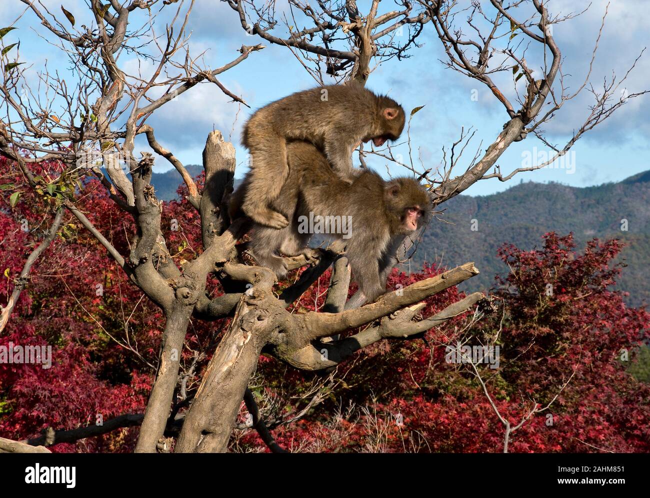 Arashiyama Monkey Park Stock Photo - Alamy