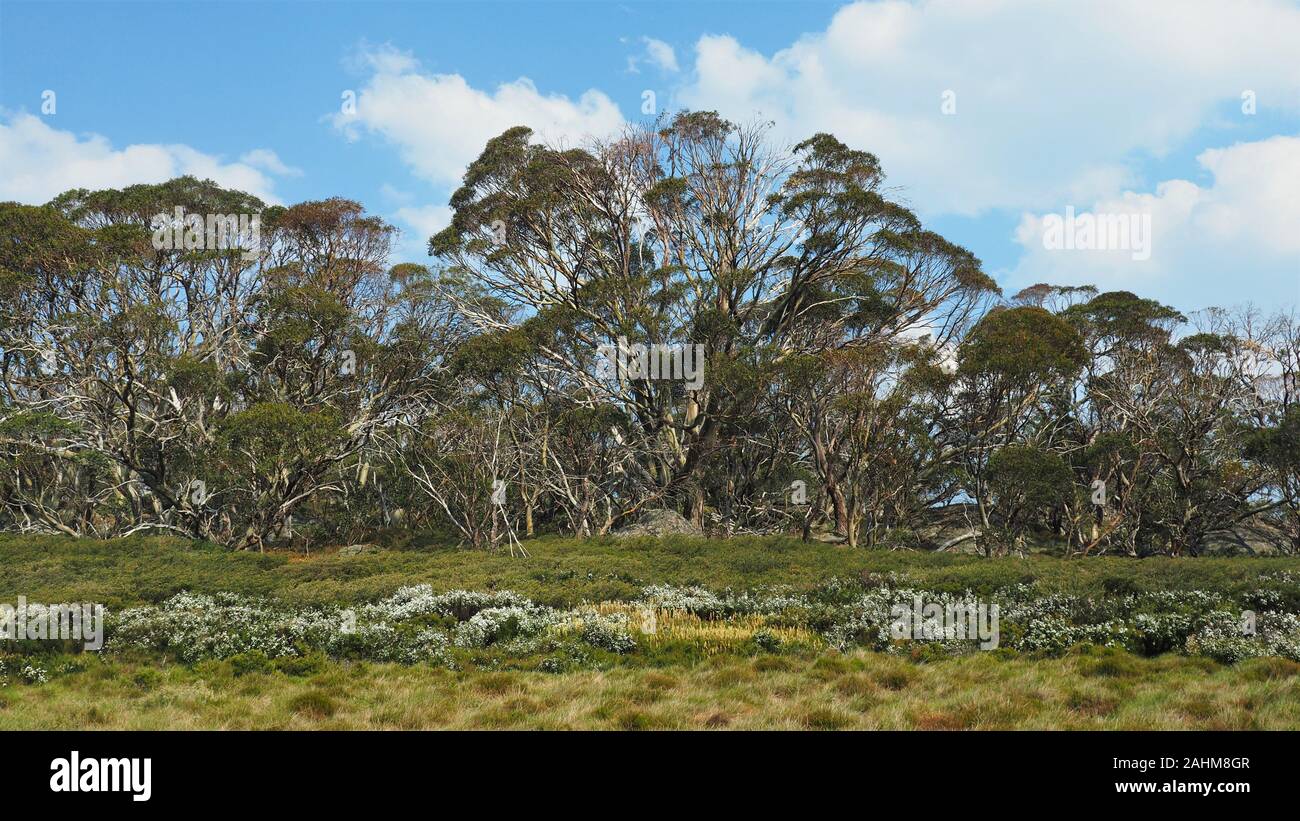 Eucalyptus pauciflora hi-res stock photography and images - Alamy
