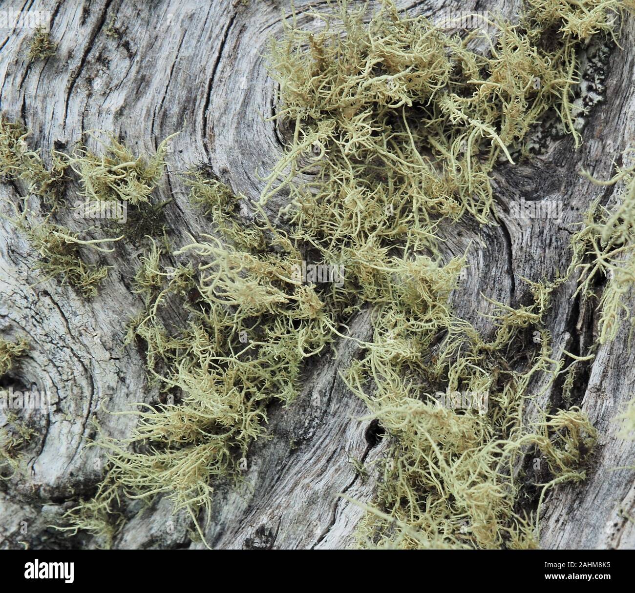 String like lichen hi-res stock photography and images - Alamy
