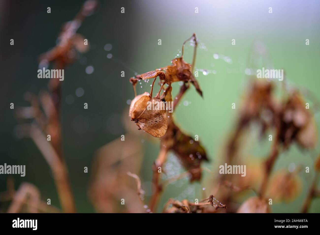 Seamless texture withered grass hi-res stock photography and images - Alamy