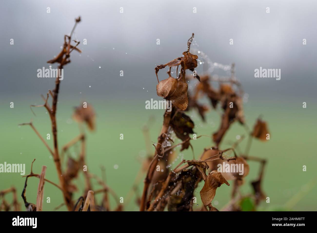 withered flowers with winter dew Stock Photo - Alamy
