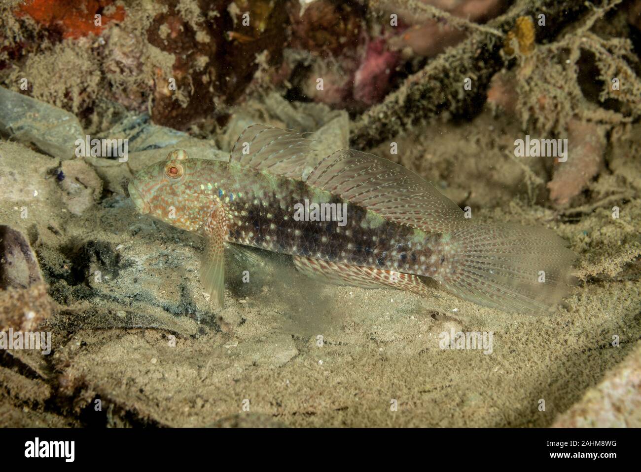 Amblygobius phalaena, the Sleeper Banded goby,white-barred goby, is a ...