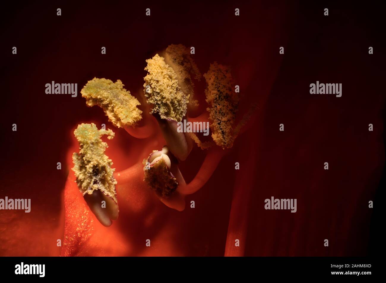 Orchid Flower Organs High Resolution Stock Photography and Images - Alamy