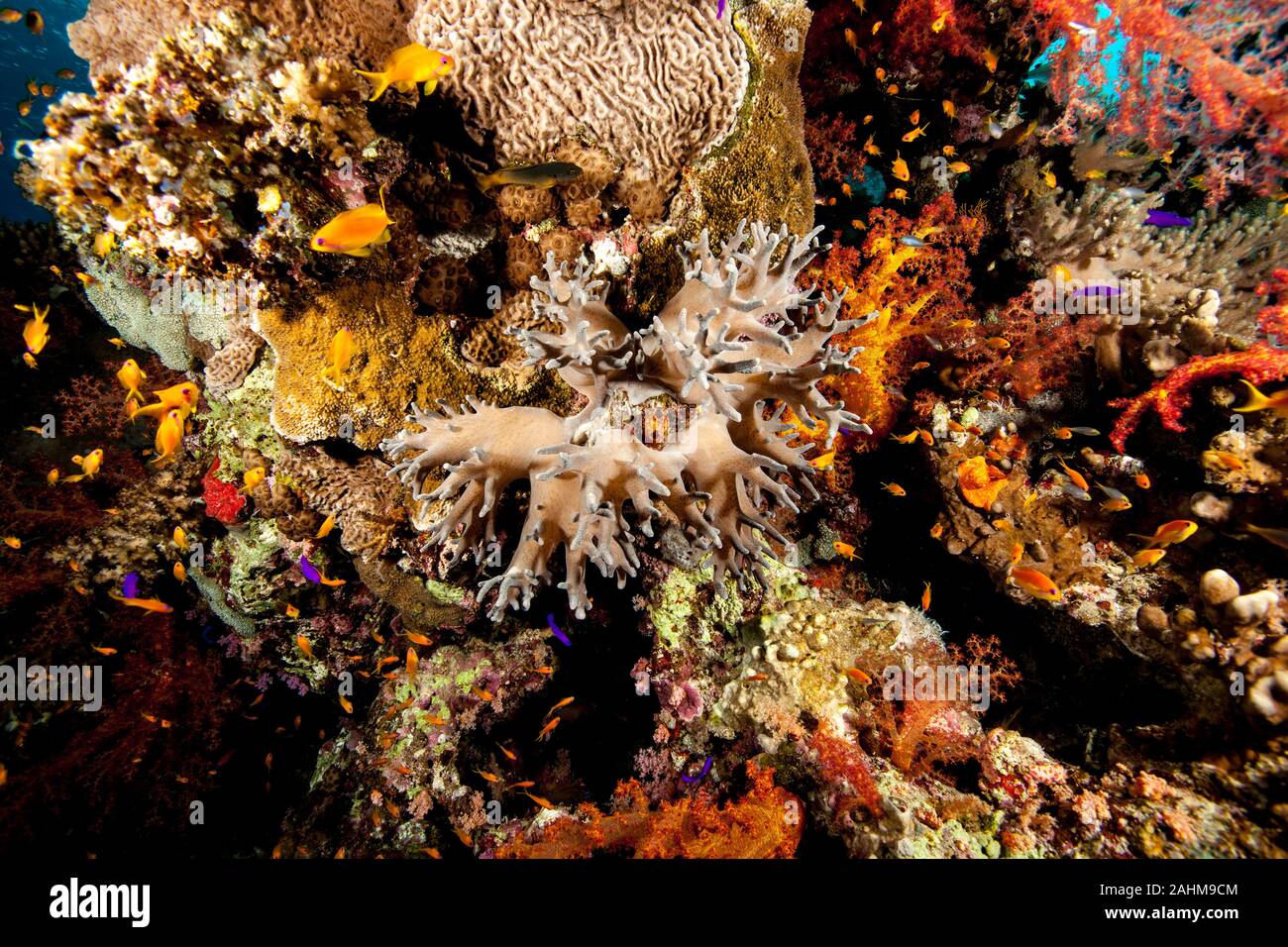 Colorful Coral Reef Stock Photo - Alamy
