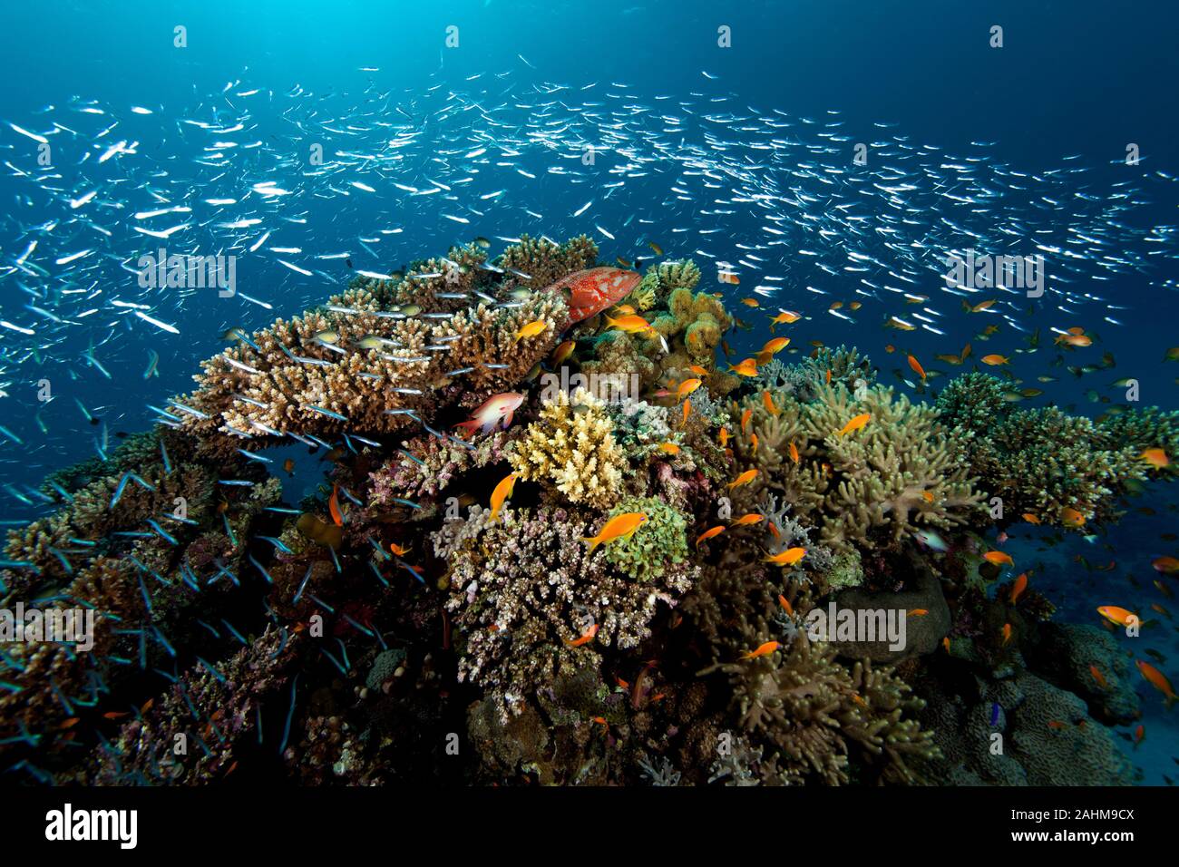 Colorful Coral Reef Stock Photo - Alamy