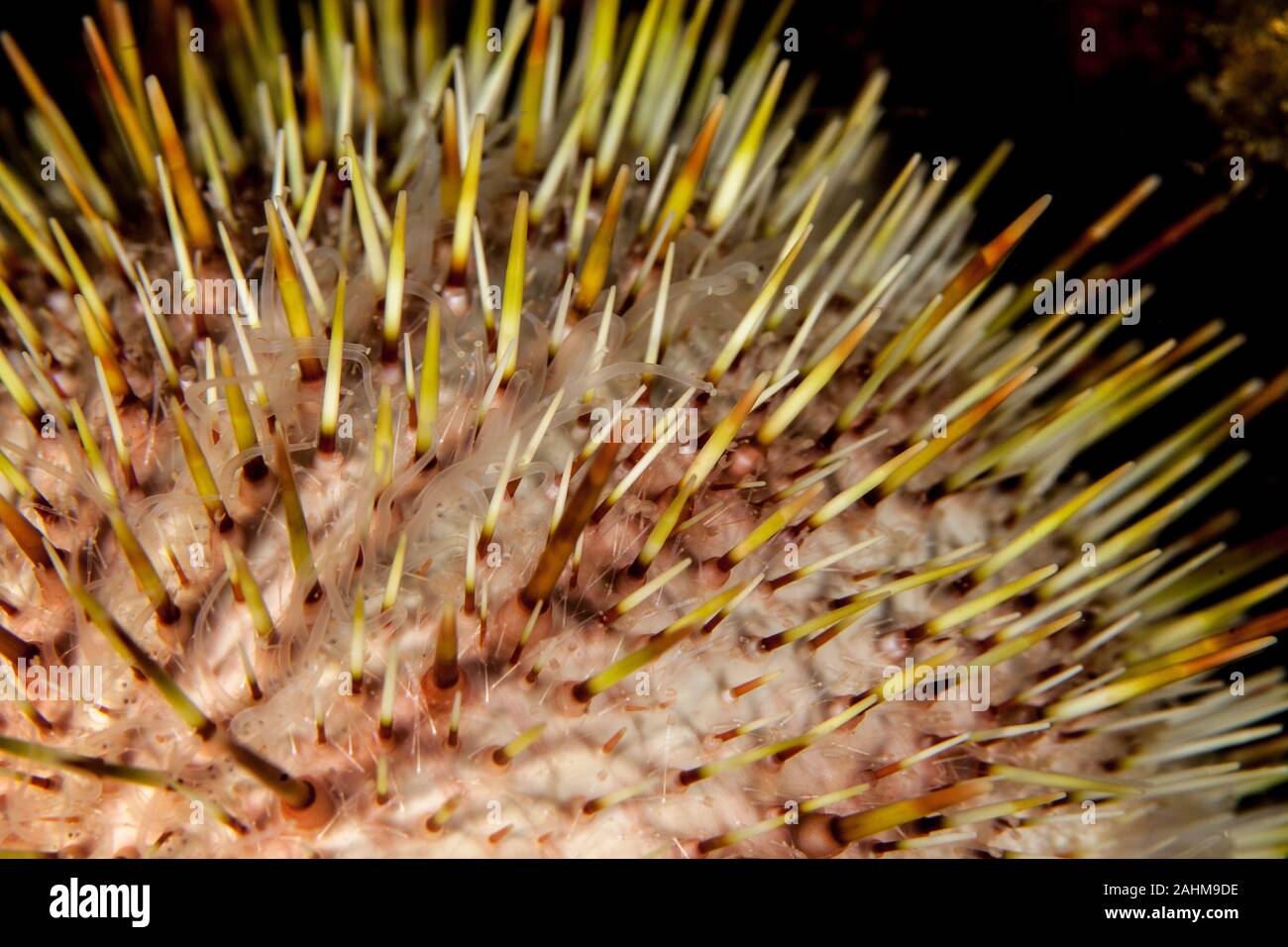 Sea urchin, Echinus acutus, Gracilechinus acutus Stock Photo - Alamy