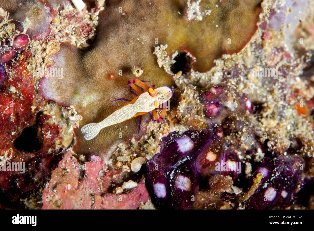 Emperor Shrimp or Imperial Partner Shrimp (Periclemenes Imperator Stock ...