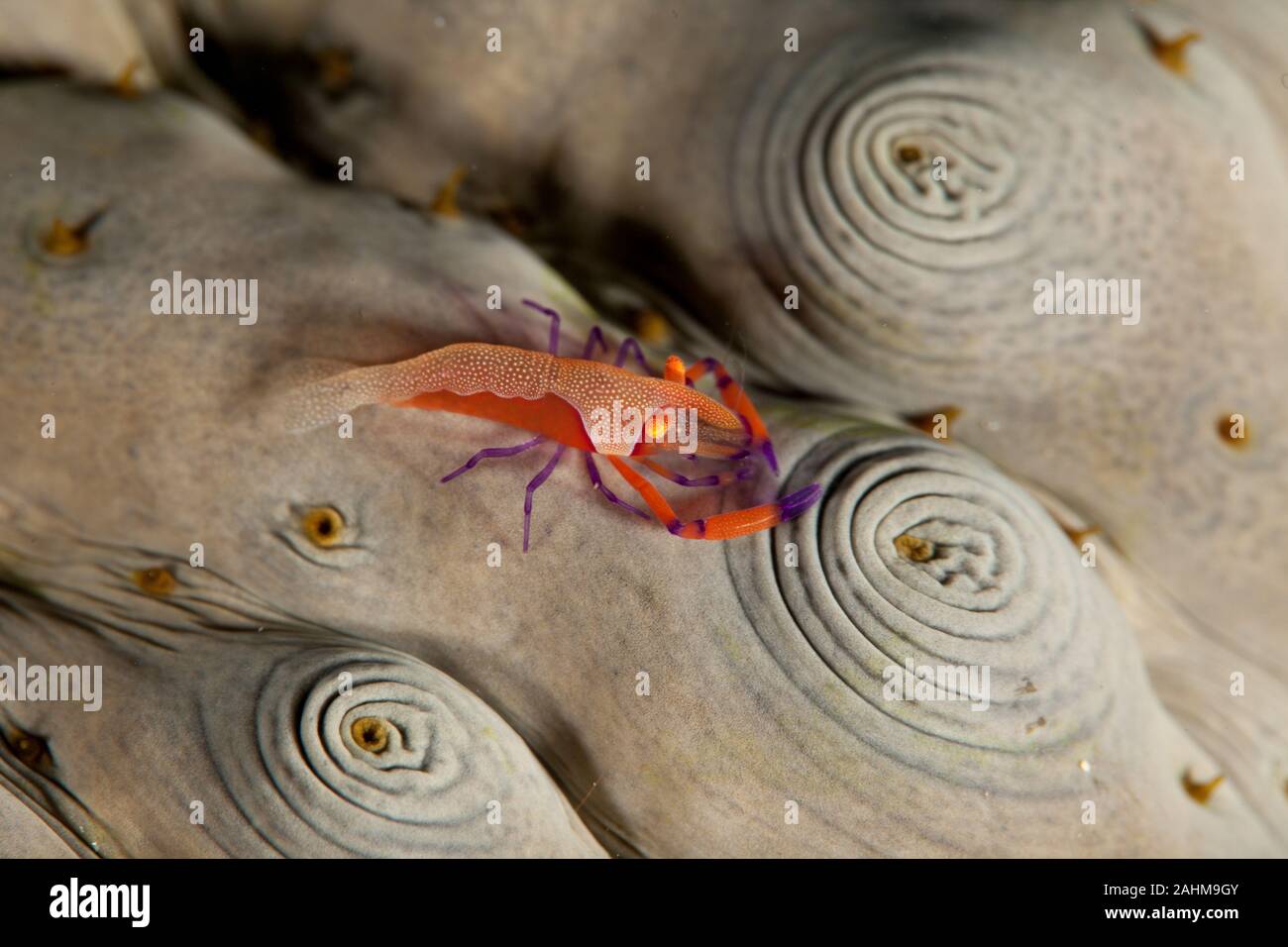 Emperor Shrimp or Imperial Partner Shrimp (Periclemenes Imperator Stock ...