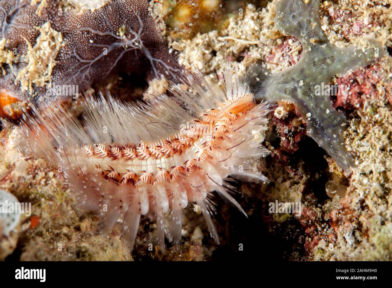 Dangerous marine animal, Fireworm (Chloeia parva), causes strong ...