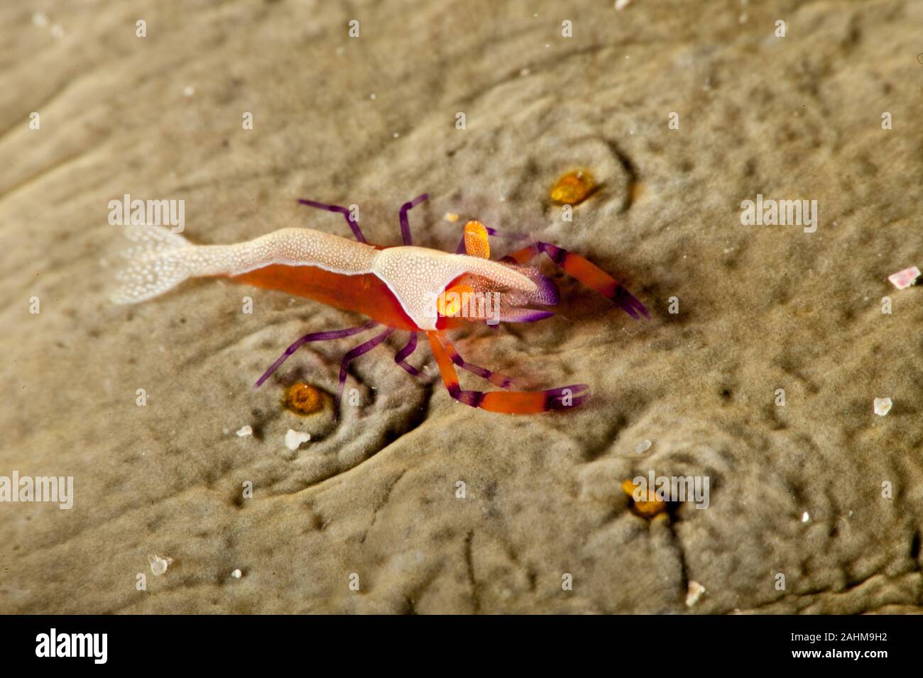 Emperor Shrimp or Imperial Partner Shrimp (Periclemenes Imperator Stock ...