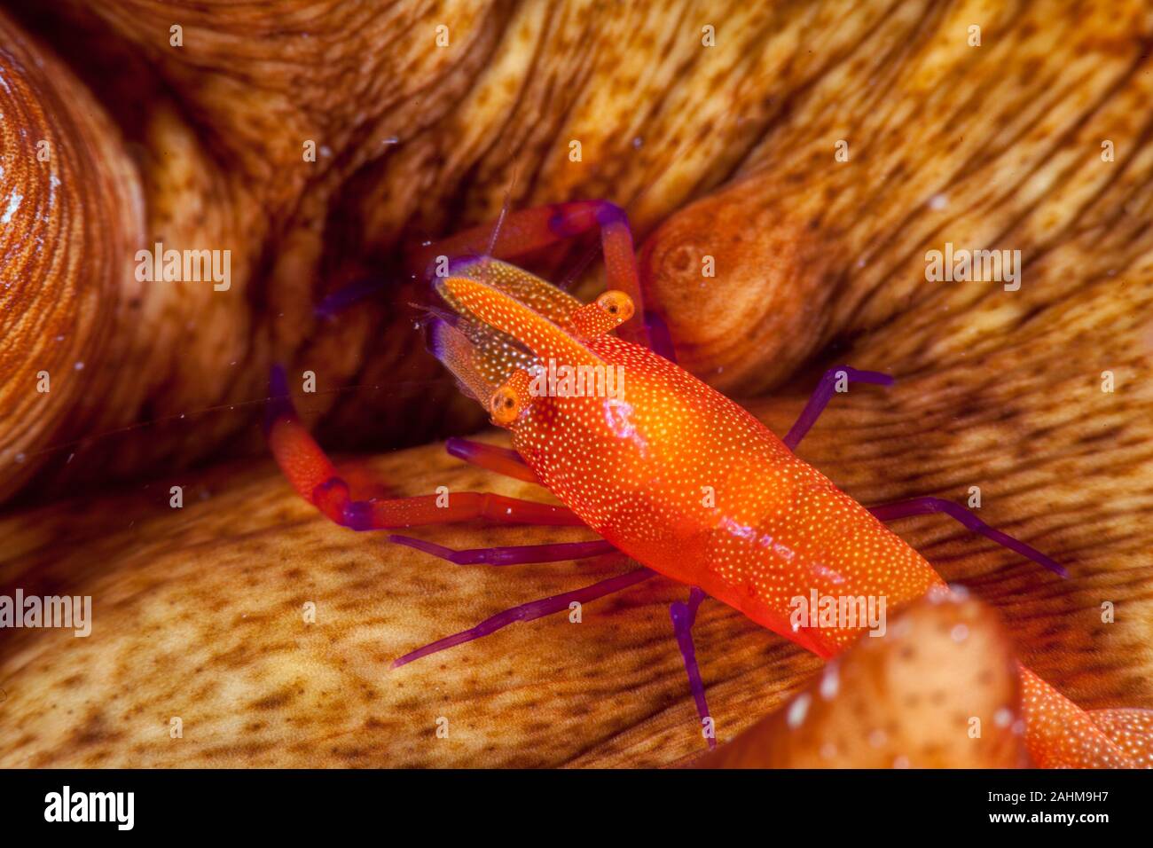 Emperor Shrimp or Imperial Partner Shrimp (Periclemenes Imperator Stock ...