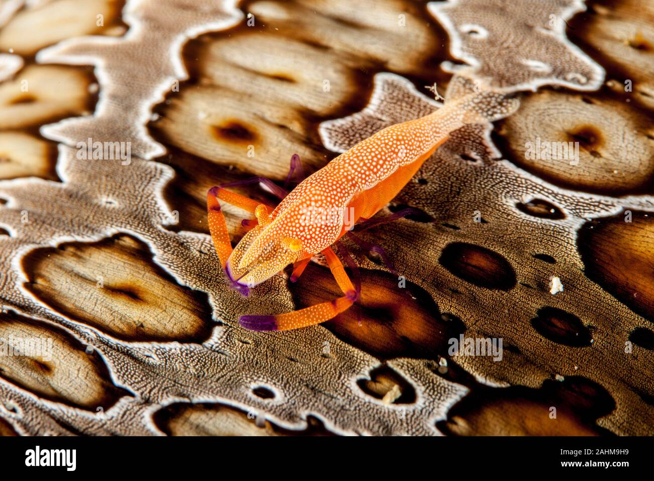 Emperor Shrimp or Imperial Partner Shrimp (Periclemenes Imperator Stock ...