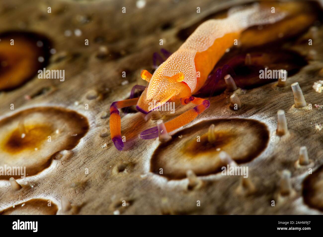 Emperor Shrimp or Imperial Partner Shrimp (Periclemenes Imperator Stock ...