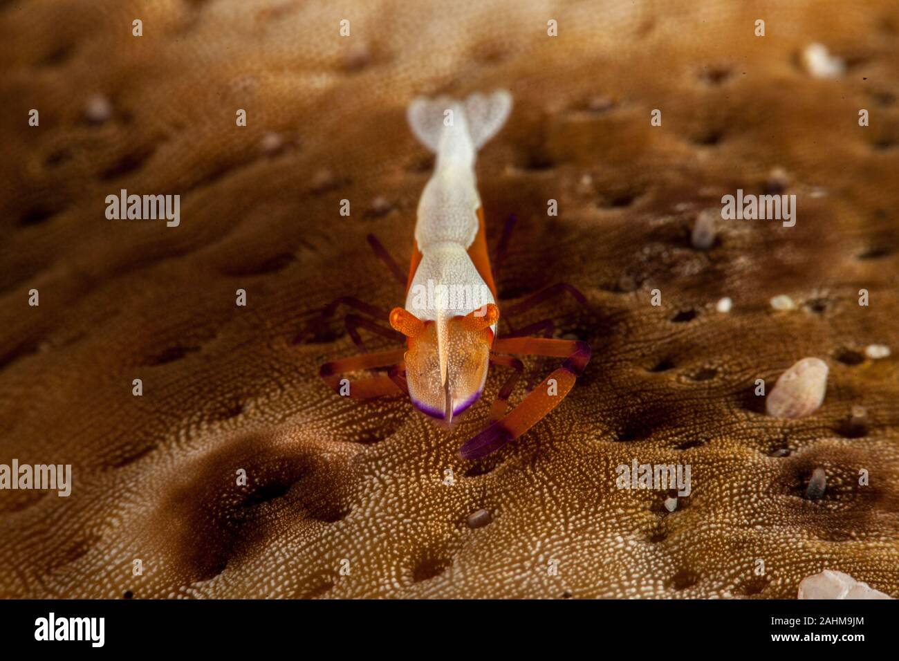 Emperor Shrimp or Imperial Partner Shrimp (Periclemenes Imperator Stock ...