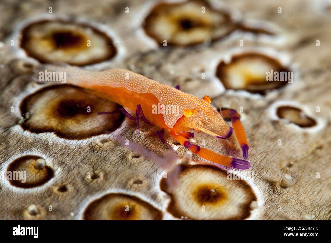 Emperor Shrimp or Imperial Partner Shrimp (Periclemenes Imperator Stock ...