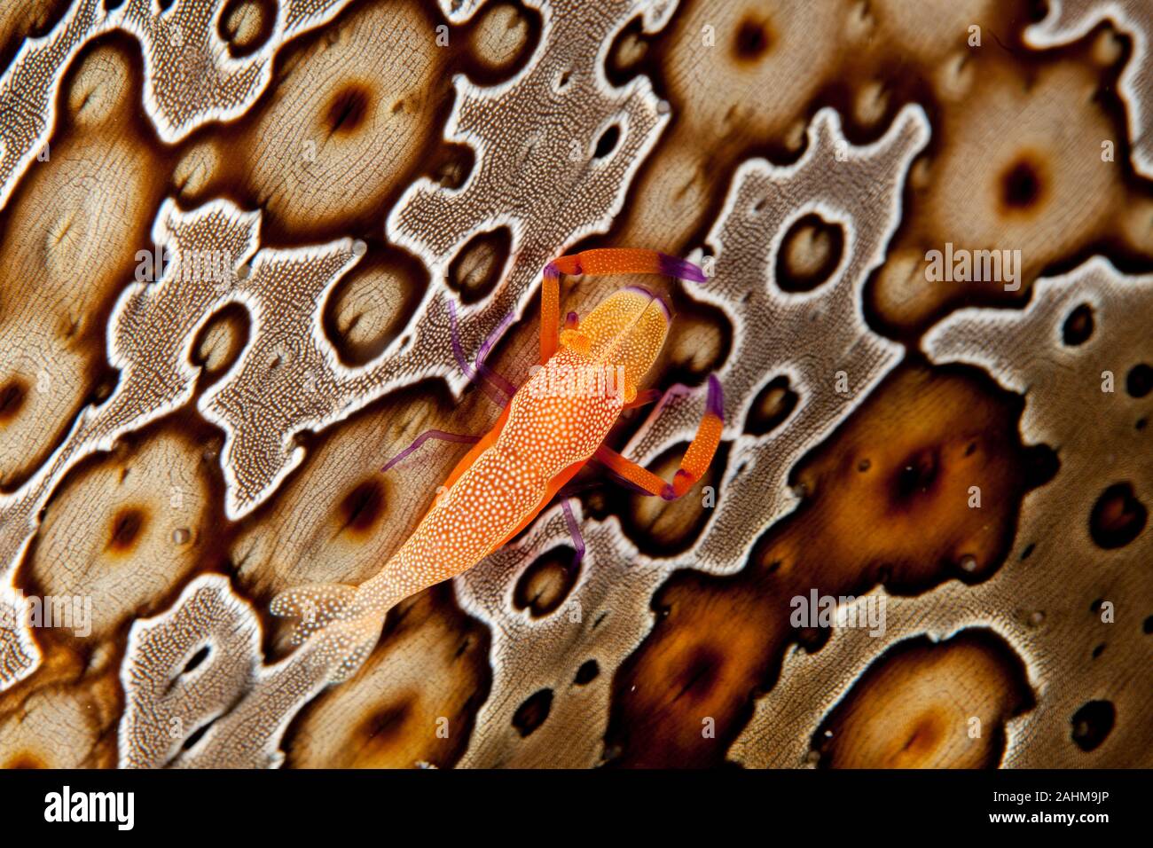 Emperor Shrimp or Imperial Partner Shrimp (Periclemenes Imperator Stock ...