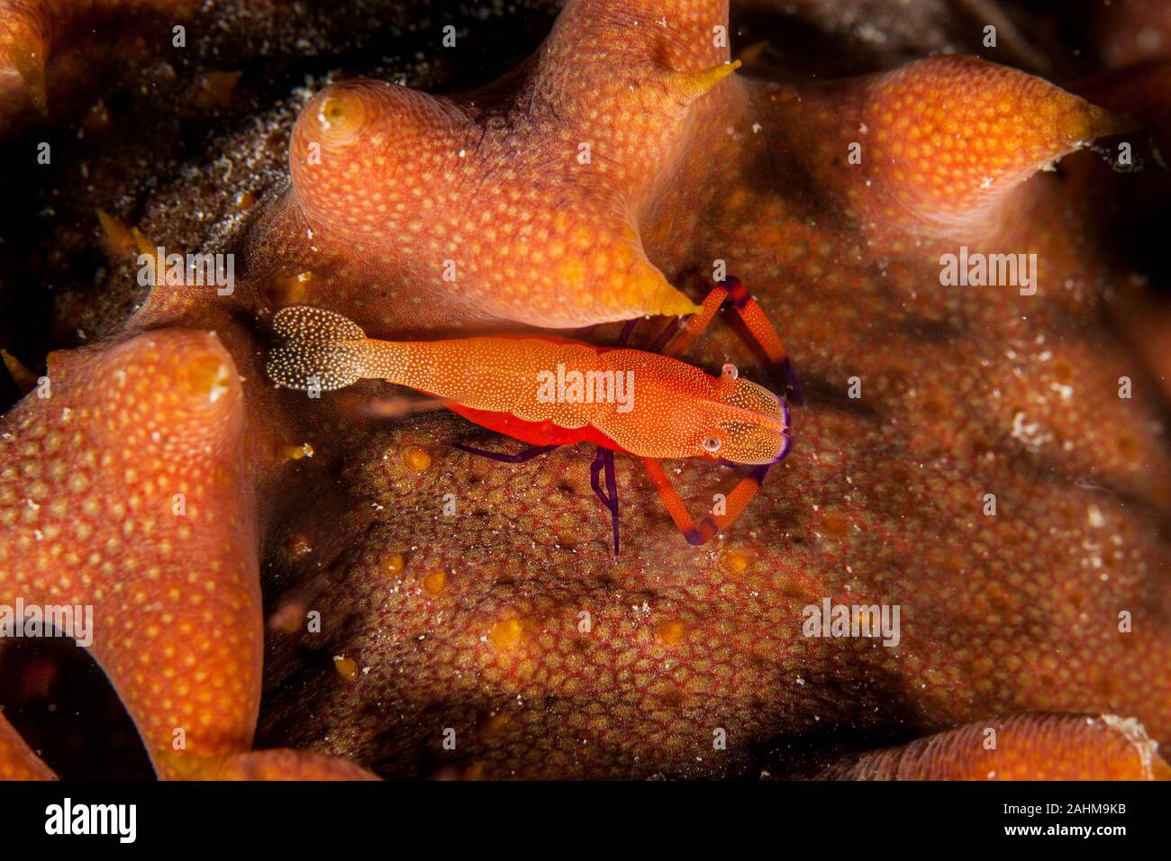 Emperor Shrimp or Imperial Partner Shrimp (Periclemenes Imperator Stock ...