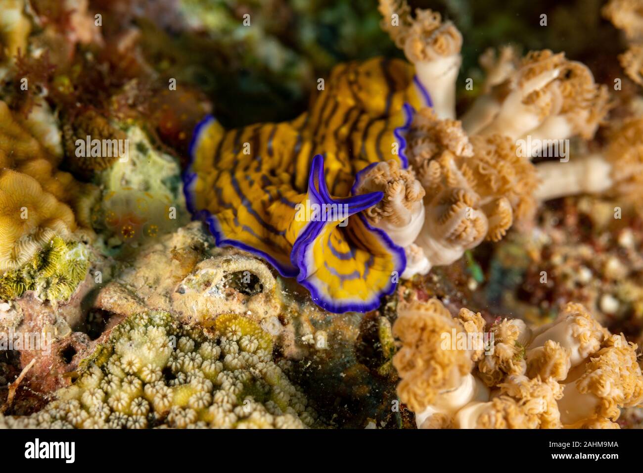 Flatworm, Pseudoceros gravieri, are a phylum of relatively simple ...