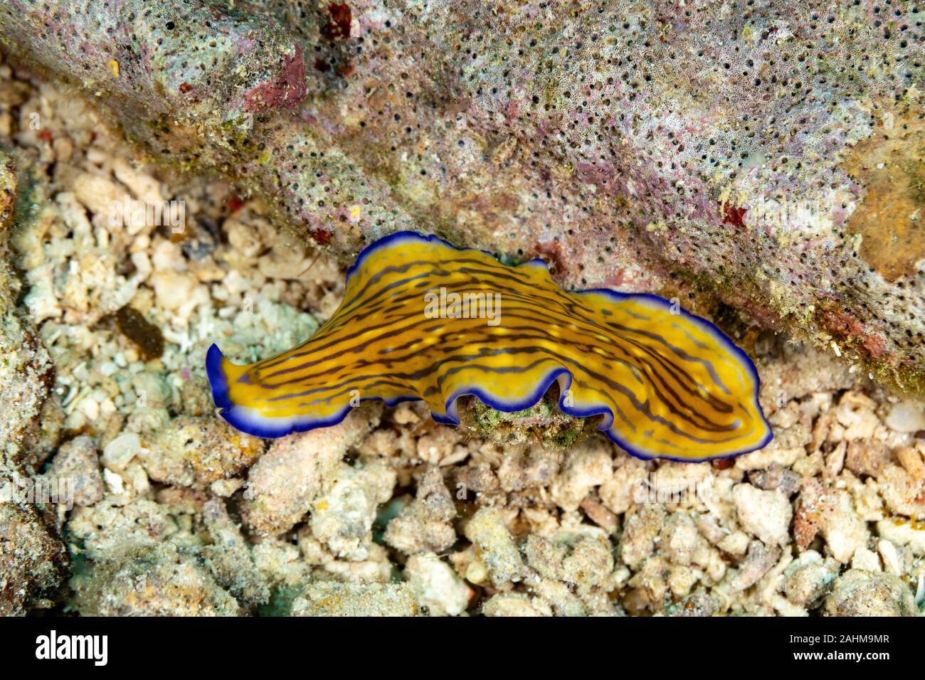 Flatworm, Pseudoceros gravieri, are a phylum of relatively simple ...