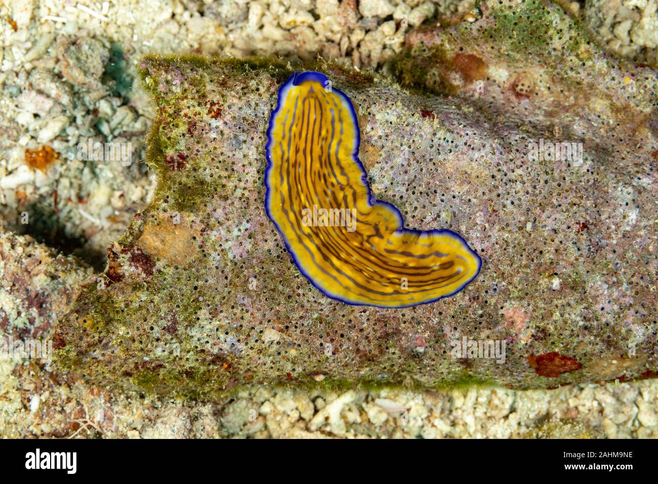 Flatworm, Pseudoceros gravieri, are a phylum of relatively simple ...