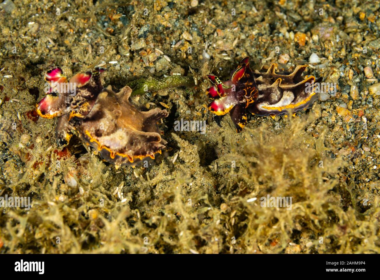 Yellow cuttlefish australia hi-res stock photography and images - Alamy