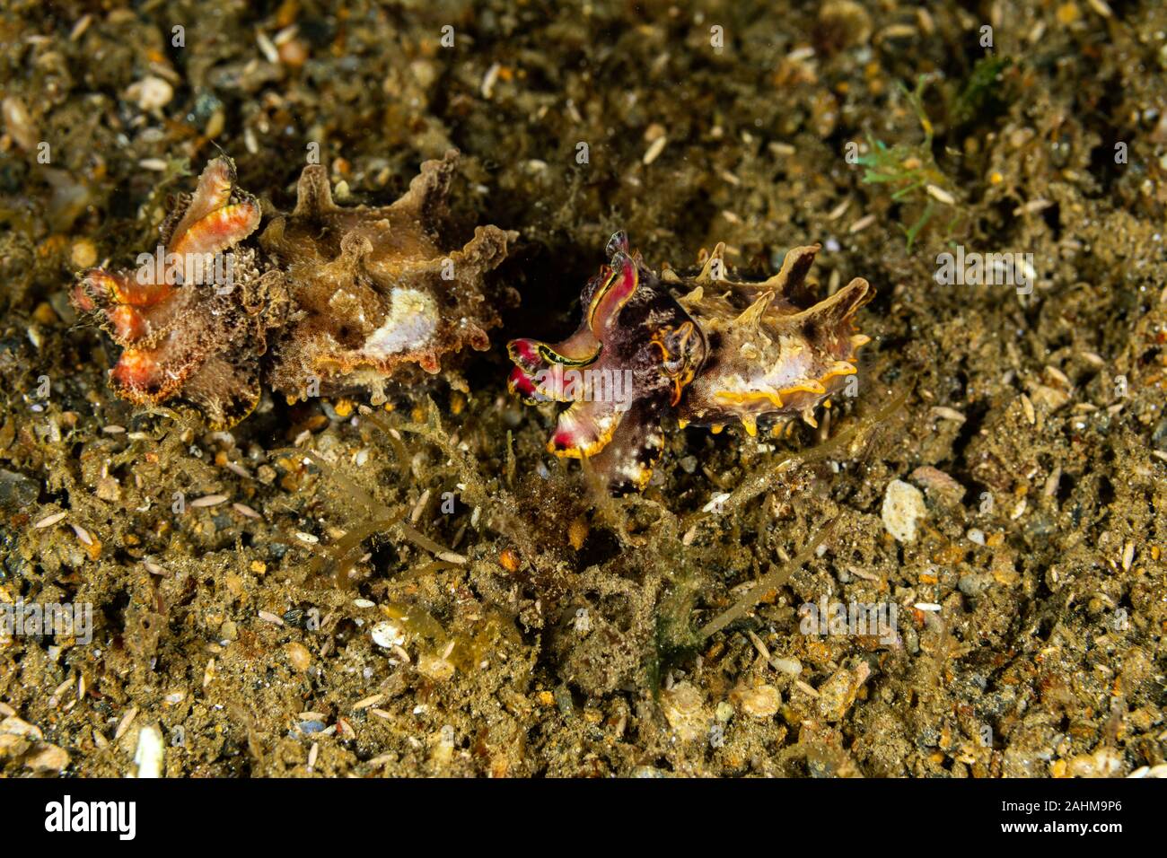 Yellow cuttlefish australia hi-res stock photography and images - Alamy