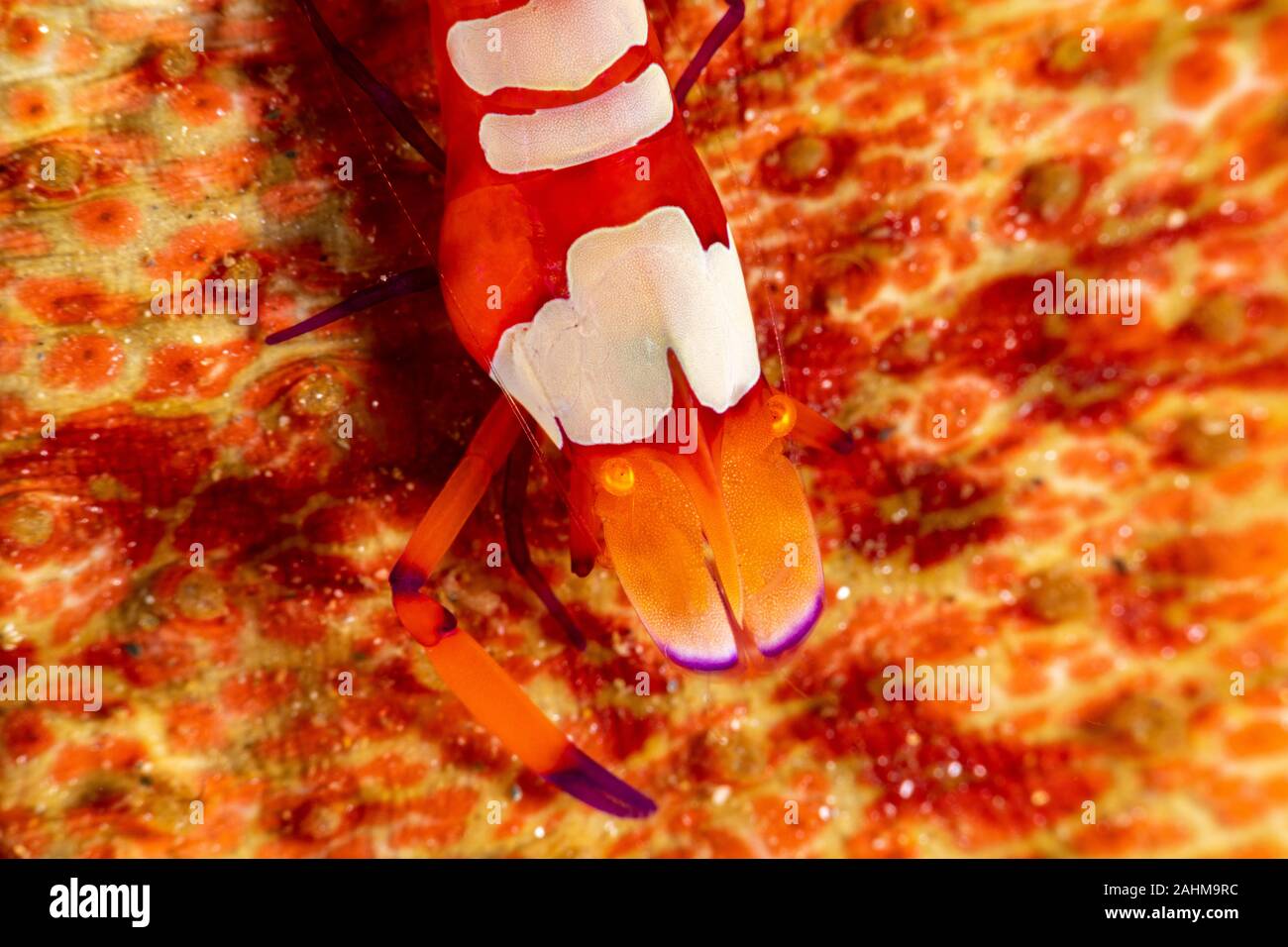 Emperor shrimp, Periclimenes imperator, is a organism of shrimp with a ...