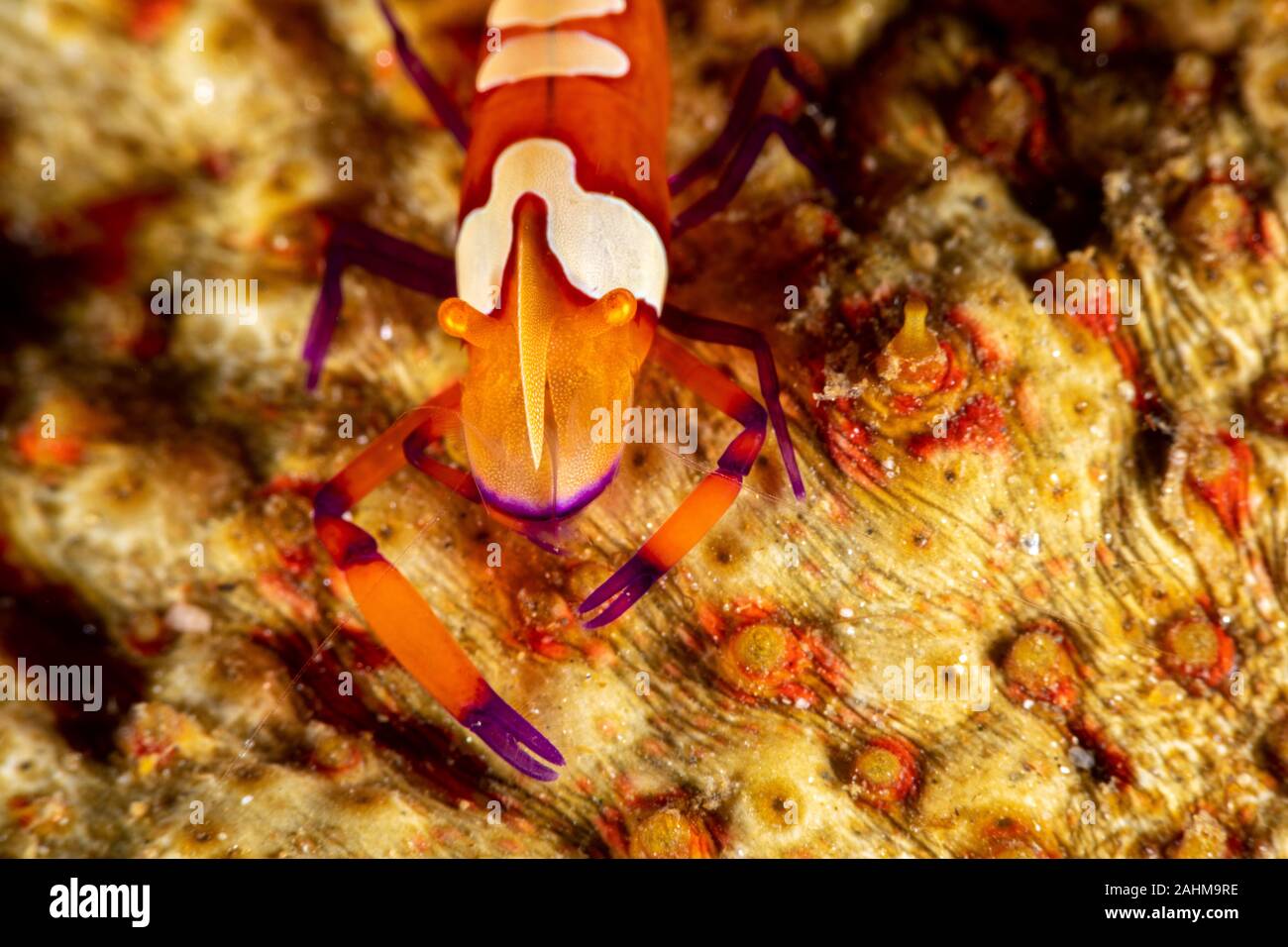 Emperor shrimp, Periclimenes imperator, is a organism of shrimp with a ...