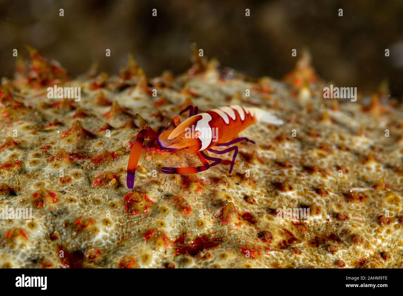 Emperor shrimp, Periclimenes imperator, is a organism of shrimp with a ...