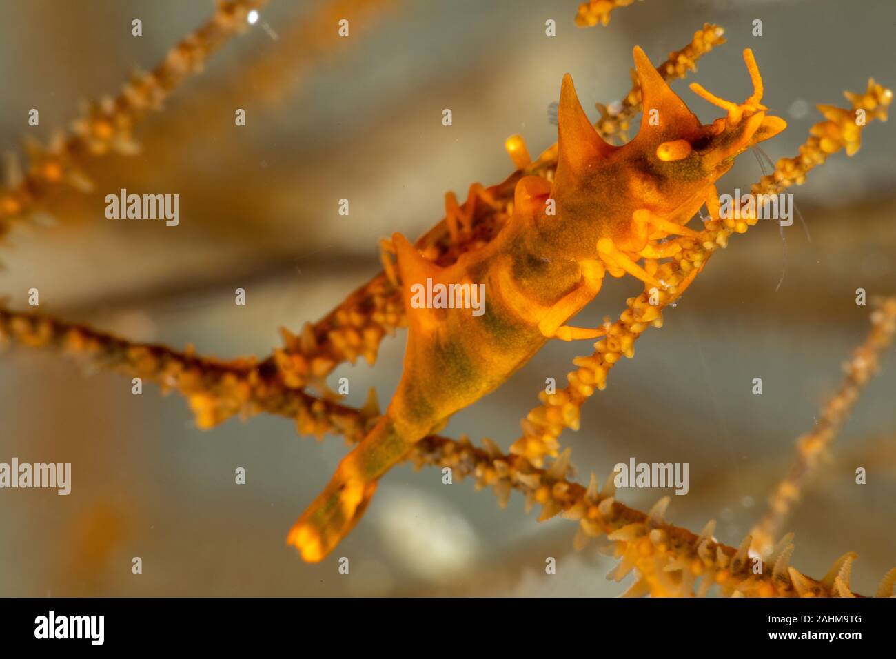 Dragon shrimp, Gorgonian Horned Shrimp, miropandalus hardingi Stock ...