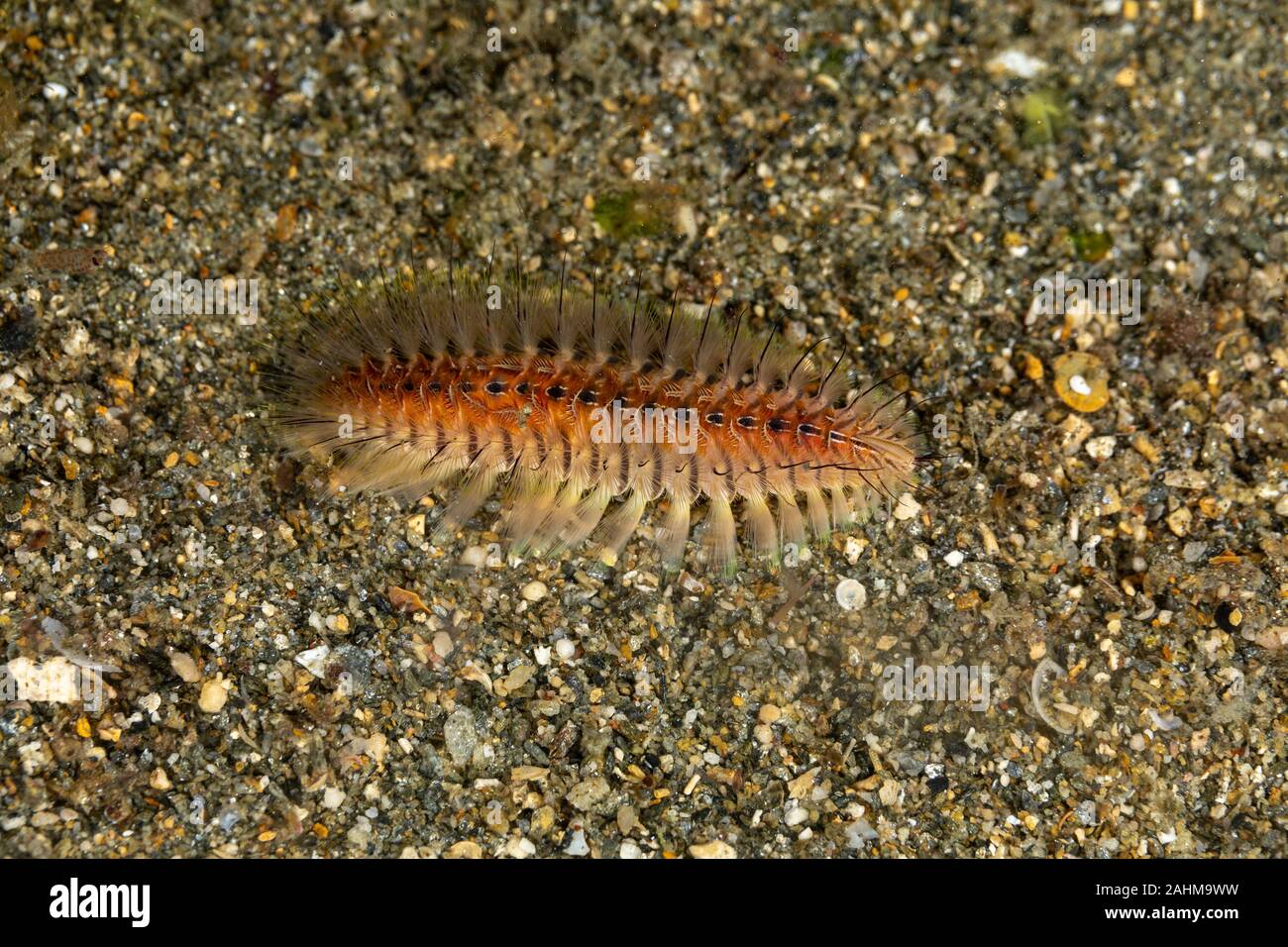 Fire Worm, Chloeia flava, Romblon, Philippines Stock Photo - Alamy
