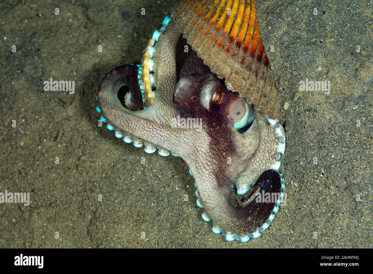 Coconut octopus and veined octopus, Amphioctopus marginatus is a medium ...