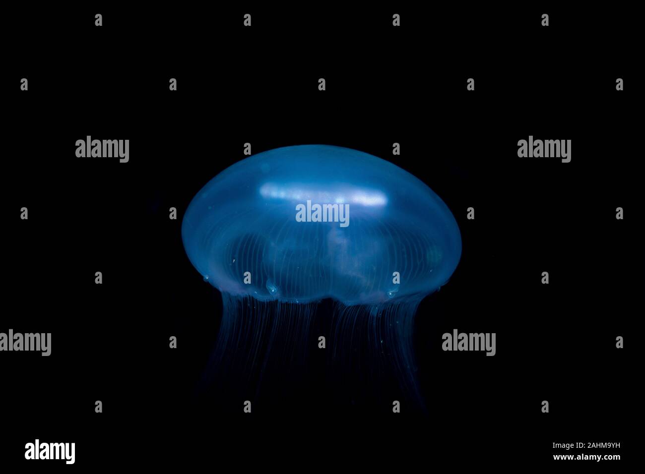 Common jellyfish, moon jellyfish, moon jelly or saucer jelly, Aurelia ...