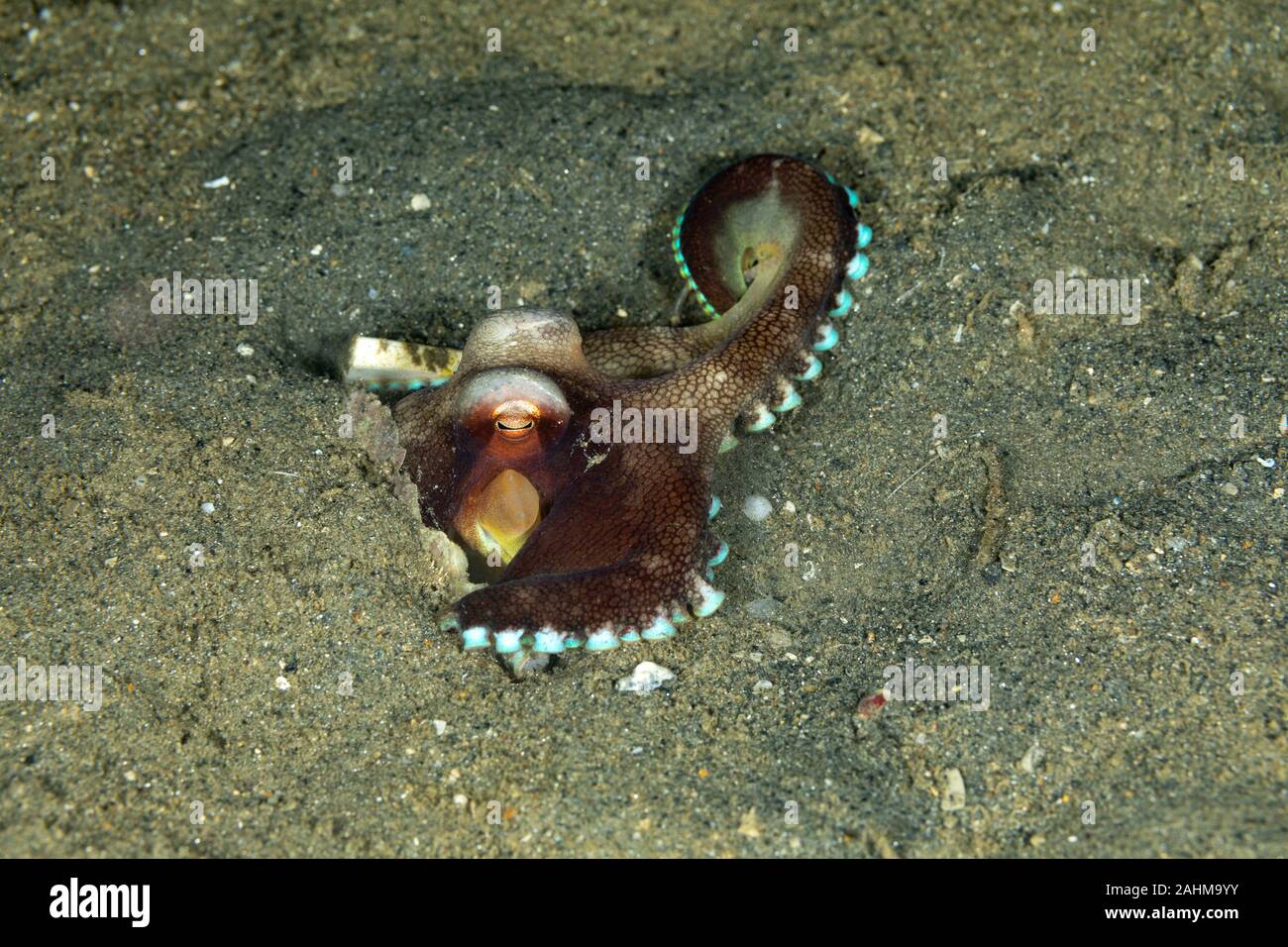 Coconut octopus and veined octopus, Amphioctopus marginatus is a medium ...