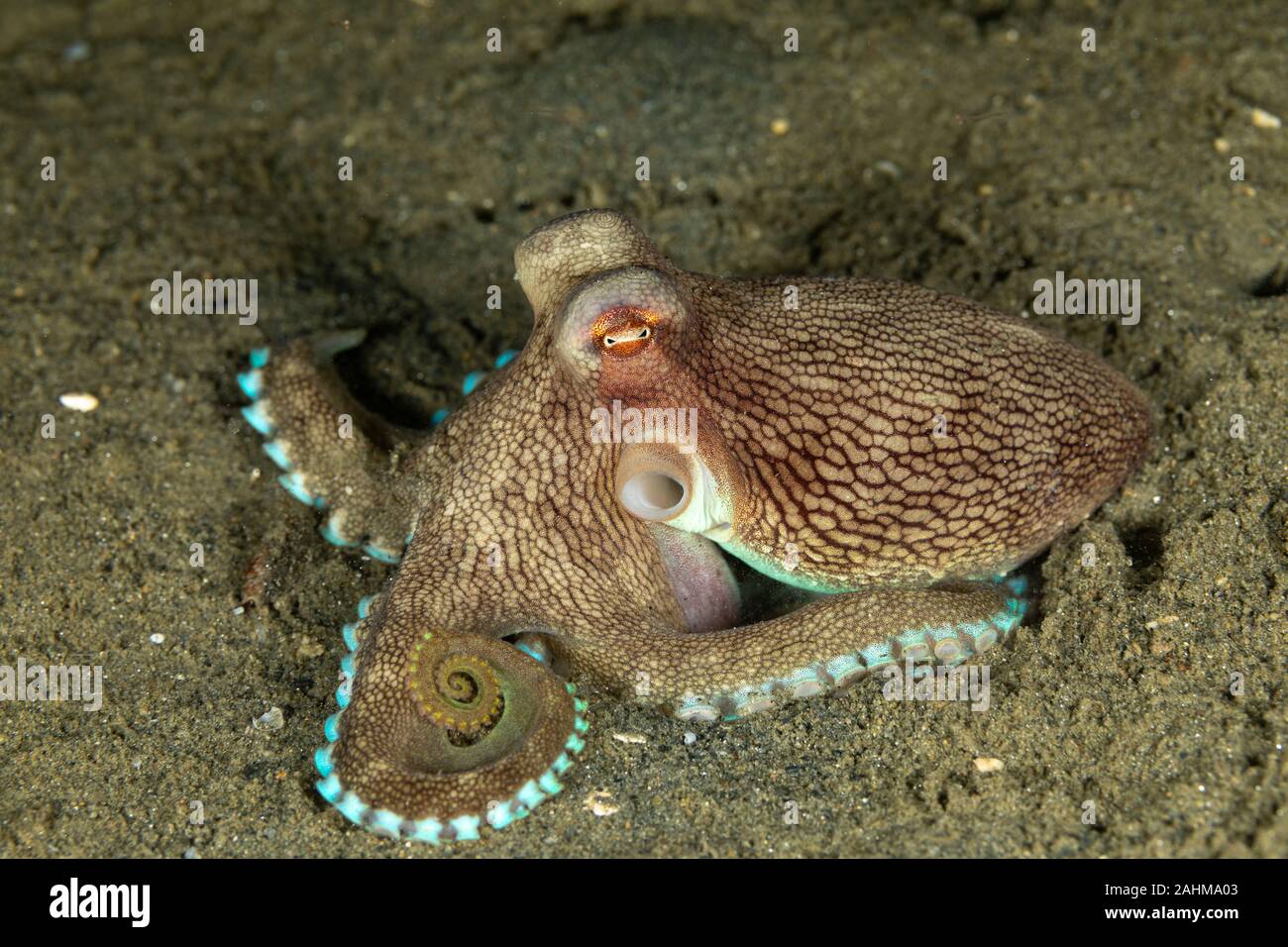 Coconut octopus and veined octopus, Amphioctopus marginatus is a medium ...