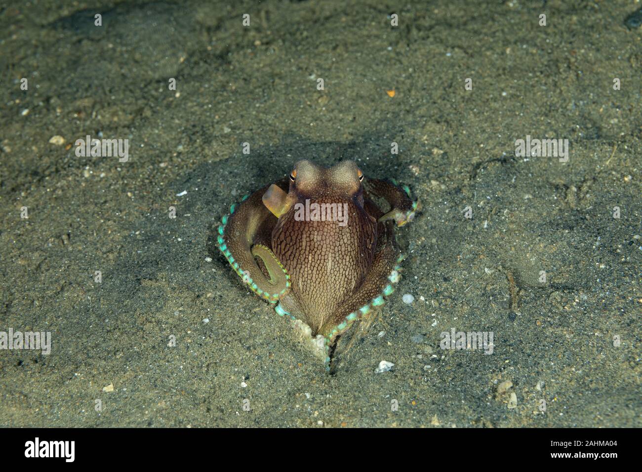 Coconut octopus and veined octopus, Amphioctopus marginatus is a medium ...