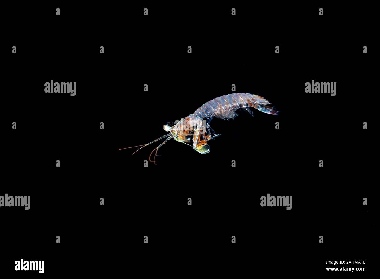 juvenile mantis shrimp during blackwater dive Stock Photo - Alamy