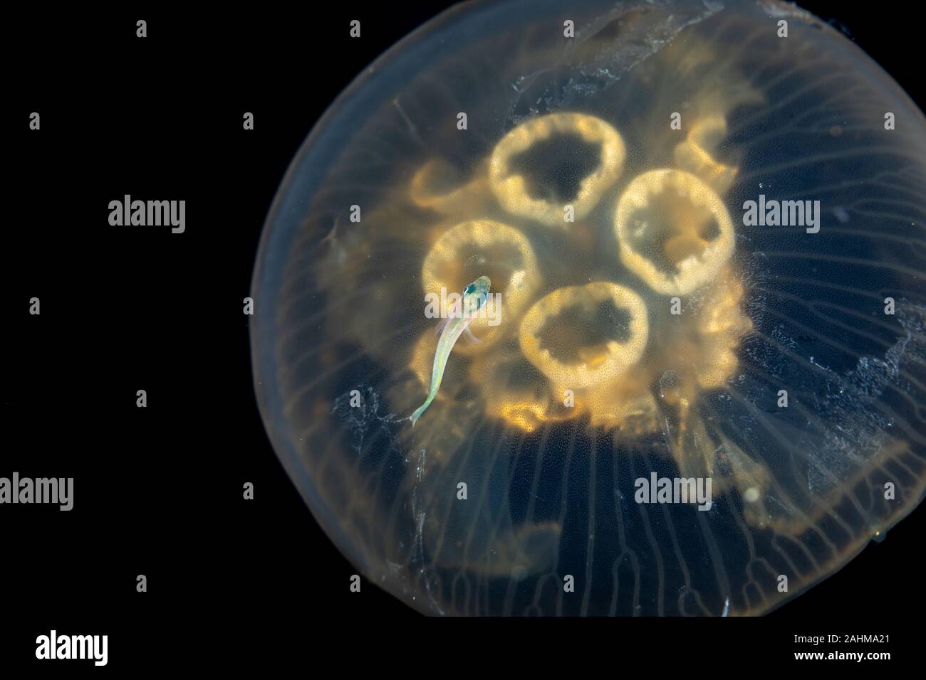 Common jellyfish, moon jellyfish, moon jelly or saucer jelly, Aurelia ...