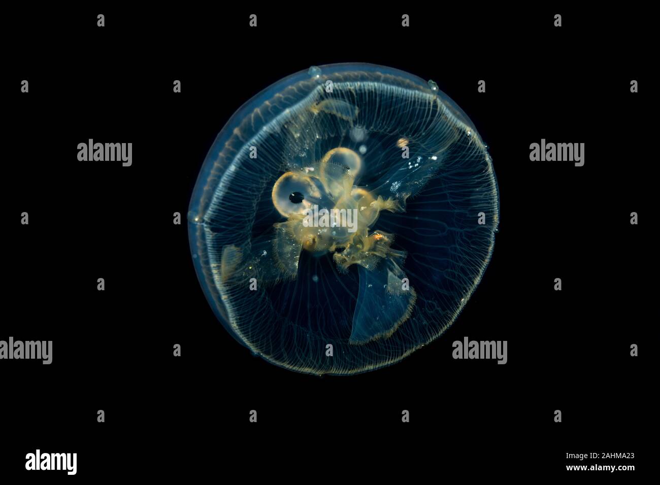 Common jellyfish, moon jellyfish, moon jelly or saucer jelly, Aurelia ...