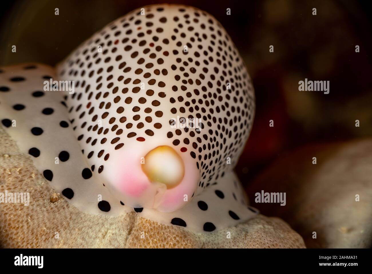 Umbilical Egg Shell or Warty/Little Egg Cowry, Calpurnus verrucosus, is ...
