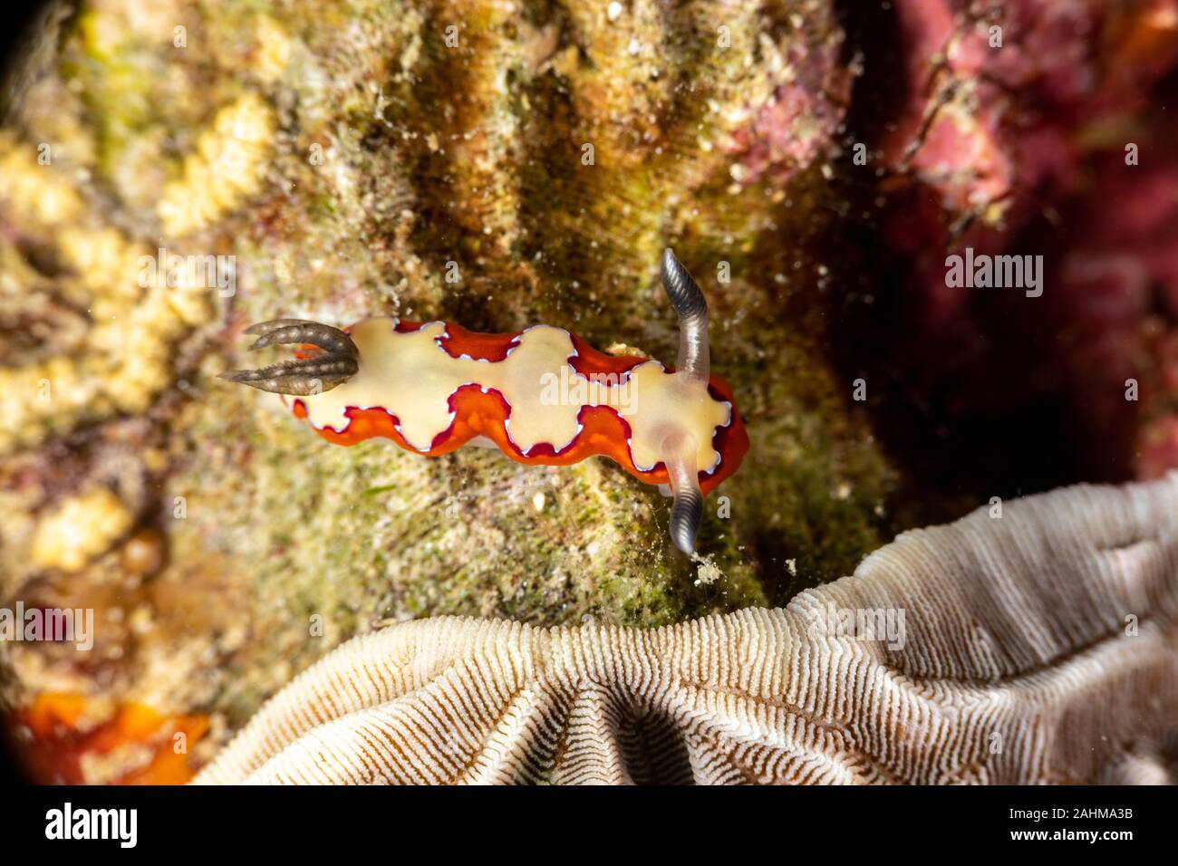 faithful sea slug, Chromodoris fidelis, Goniobranchus fidelis, is a ...