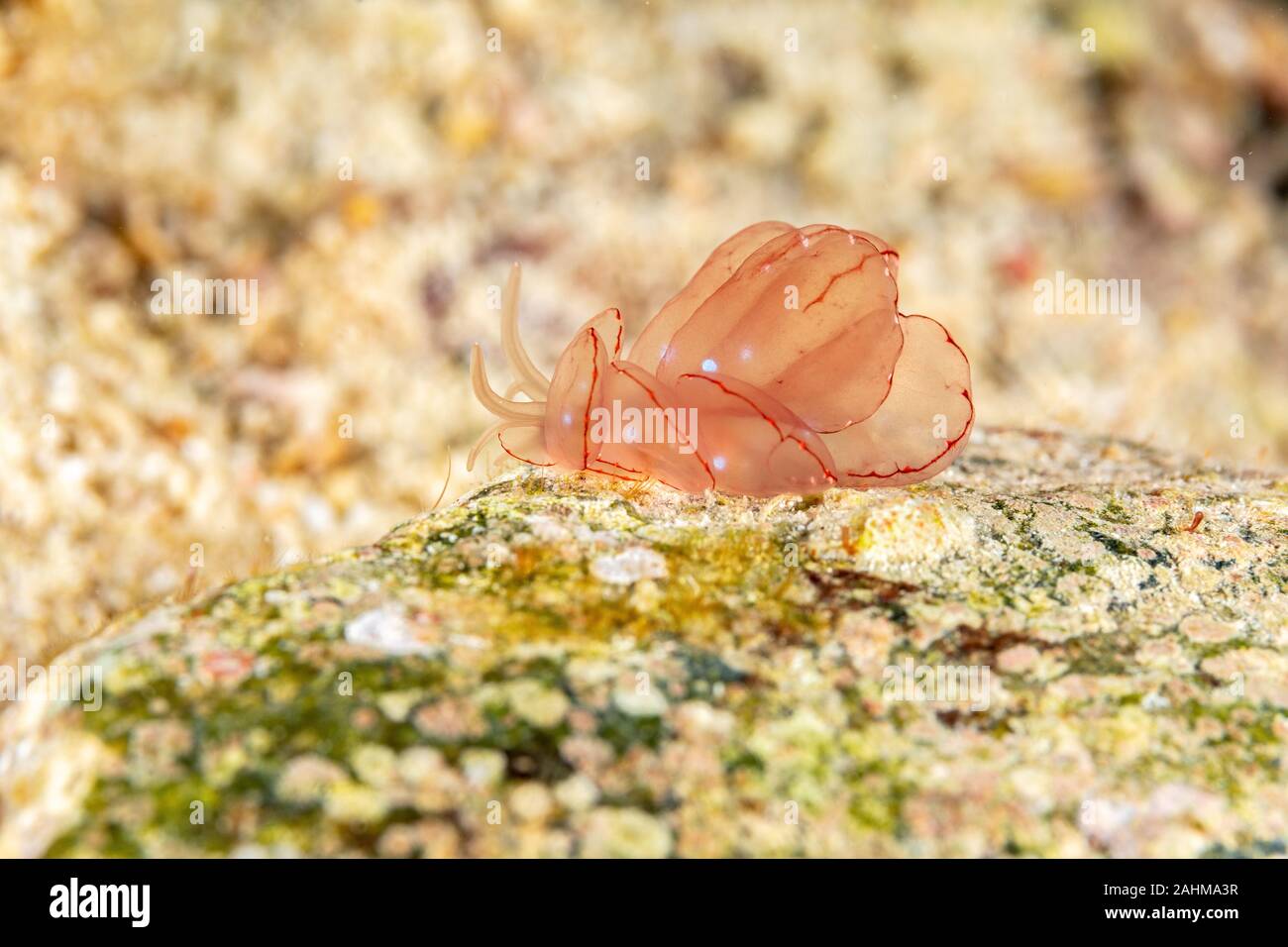 Butterfly cyerce nudibranch, Elegant Sapsucking Slug, Cyerce elegans is ...