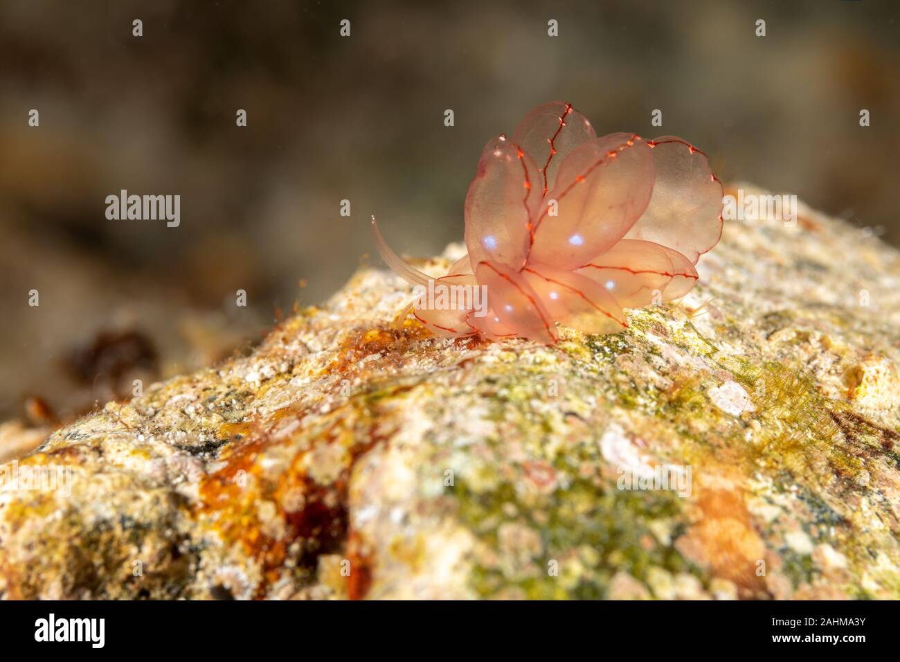 Elegant cyerce slug cyerce elegans hi-res stock photography and images ...