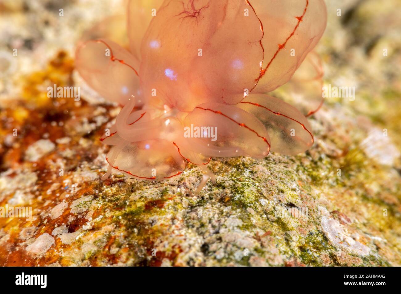 Butterfly cyerce nudibranch, Elegant Sapsucking Slug, Cyerce elegans is ...