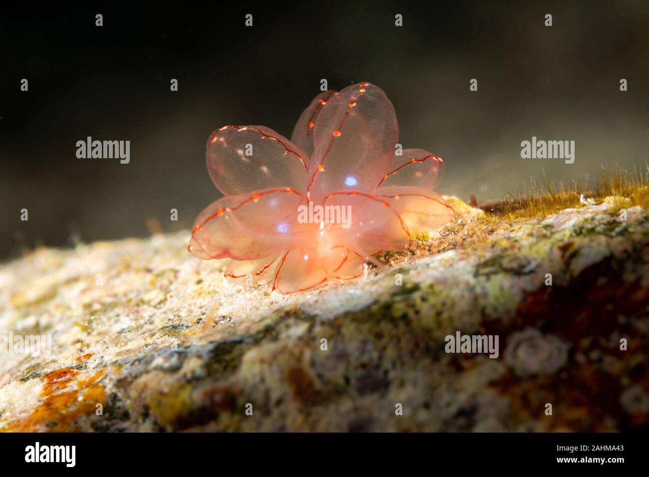 Butterfly cyerce nudibranch, Elegant Sapsucking Slug, Cyerce elegans is ...