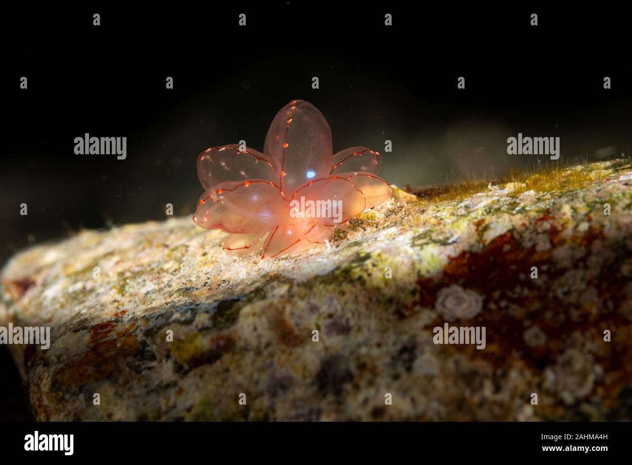 Butterfly cyerce nudibranch, Elegant Sapsucking Slug, Cyerce elegans is ...