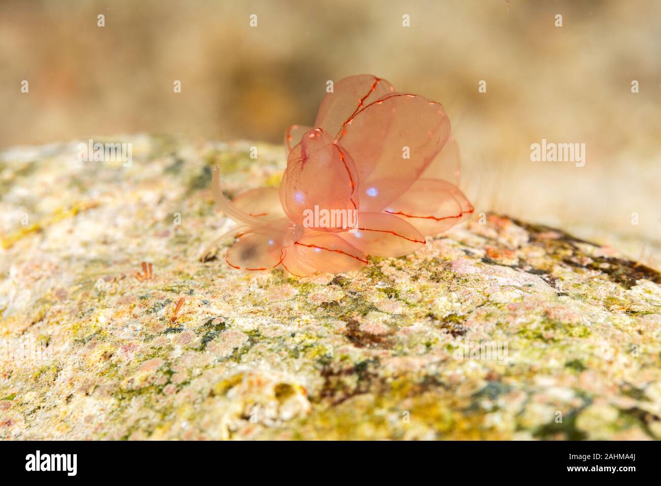 Butterfly cyerce nudibranch, Elegant Sapsucking Slug, Cyerce elegans is ...