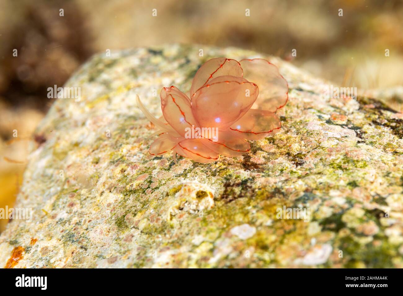 Butterfly cyerce nudibranch, Elegant Sapsucking Slug, Cyerce elegans is ...
