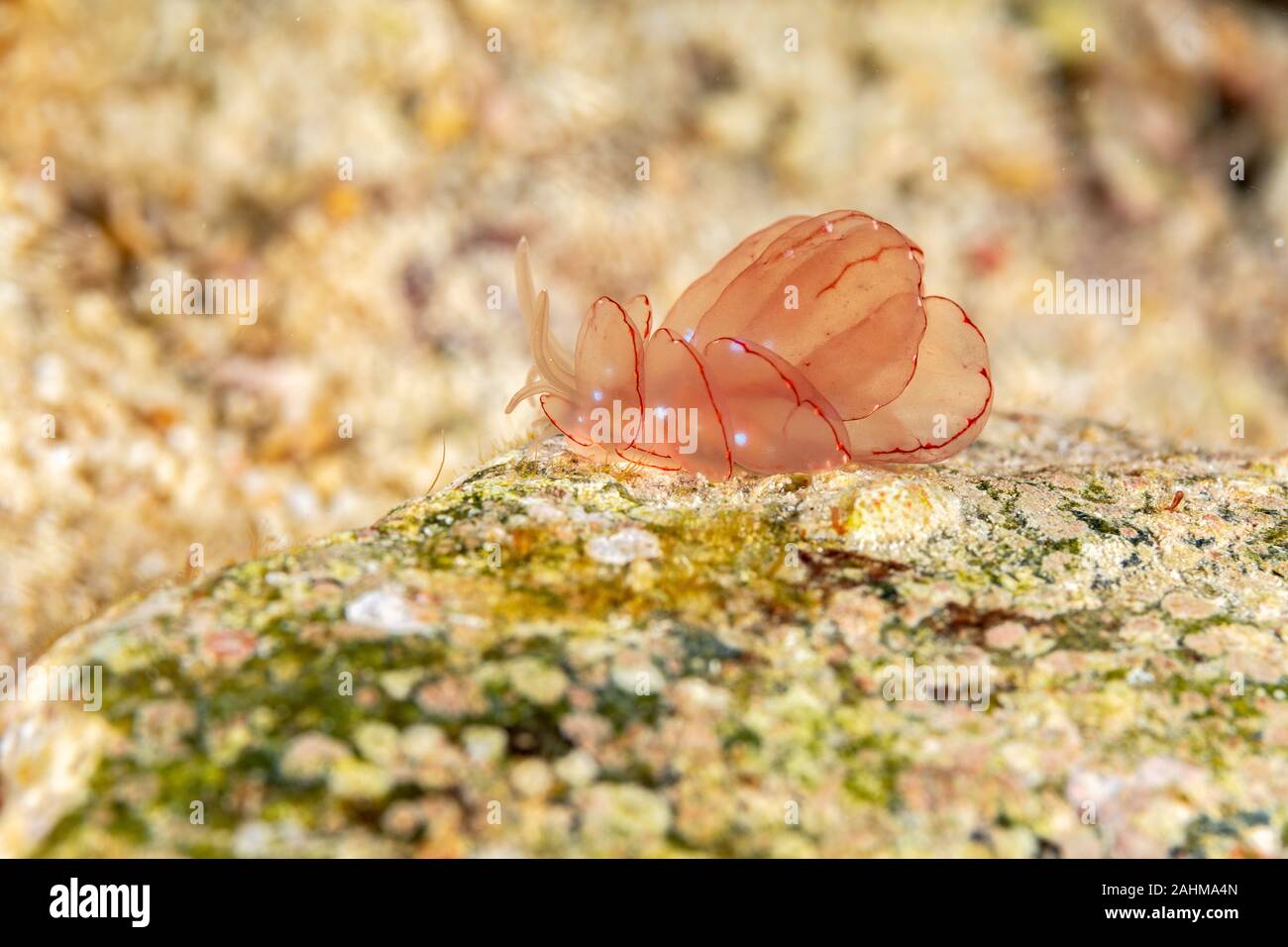 Butterfly cyerce nudibranch, Elegant Sapsucking Slug, Cyerce elegans is ...